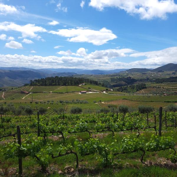 Quinta Soutelinho - Pinhão