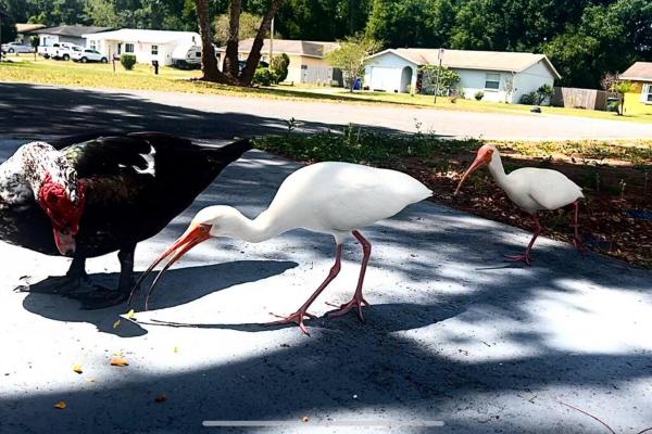 Lakeside Retreat - 3 Bedroom, 2 Bathroom House By The Lake - Lakeland, FL