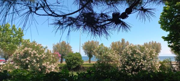 Rosmarino_appartamento Fronte Mare - Roseto degli Abruzzi