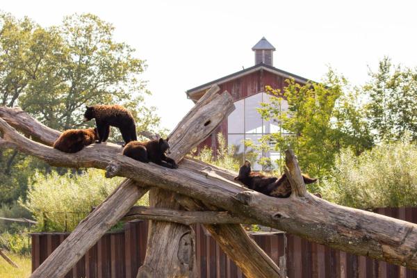 Parc Animalier De Sainte-croix - Moselle