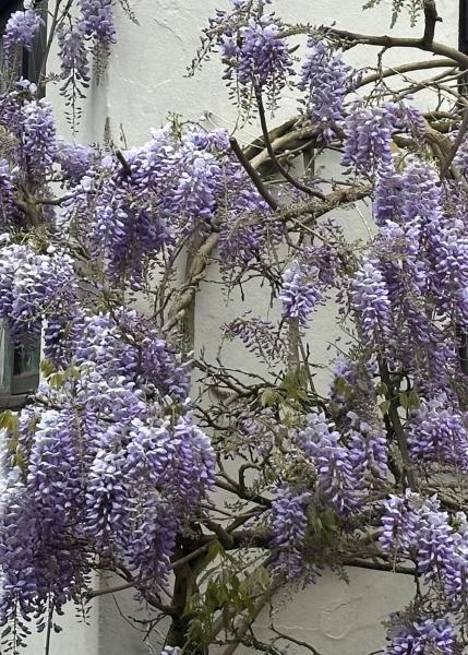 Manor Lodge Guesthouse - 브리스톨