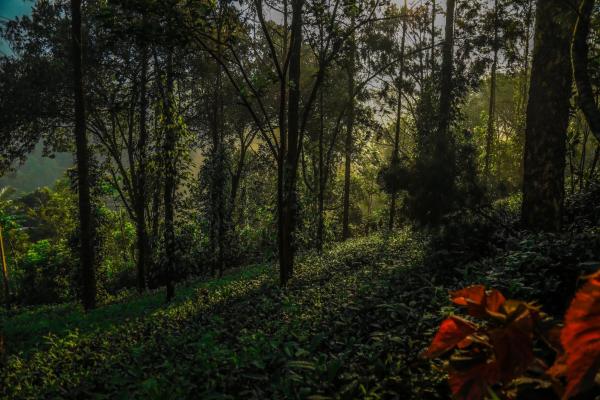 Southern Panorama Indriya Resorts & Spa - Idukki
