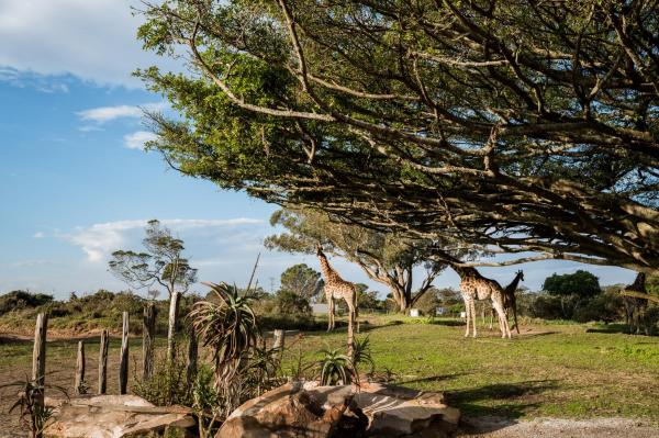 Kragga Kamma Game Park - Port Elizabeth