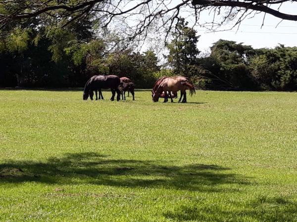 La Isolina Club De Campo - Villa María