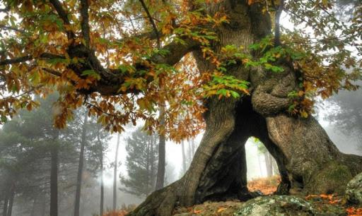 Gredos Ruralrut El Tiemblo, Zonas De Baño Naturales A Pocos Metros, Aire Acondicionado, Wifi, Cabina De Hidromasaje, Cerca Del Castañar Y Valle De Iruelas - Cebreros