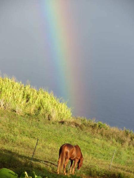 Waipio Studio Apartment - Honokaa, HI