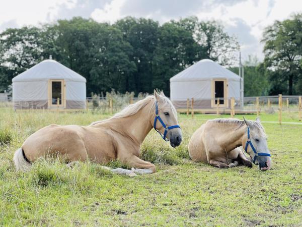 Magnolia Hoeve - Unieke Bestemming Voor Paardenliefhebbers En Bijzondere Overnachtingen In De Natuur - Netherlands