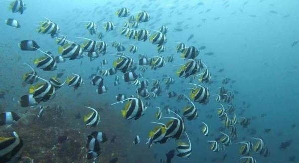 Sunrise Seasports - Sabang