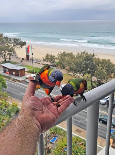 Beachfront Studio - Surfers Paradise