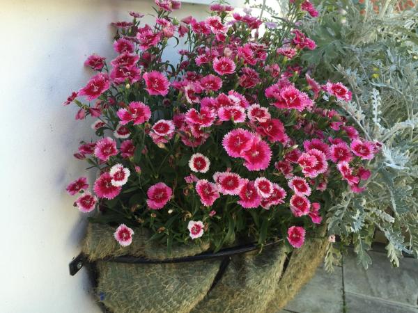 Ashbourne Holiday Homes - Derbyshire