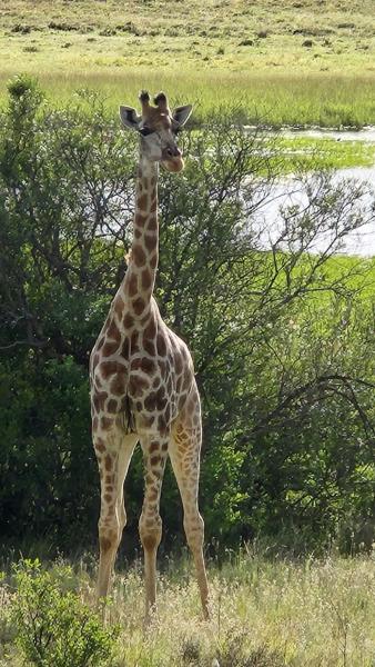 Goshen Guest Farm - South Africa