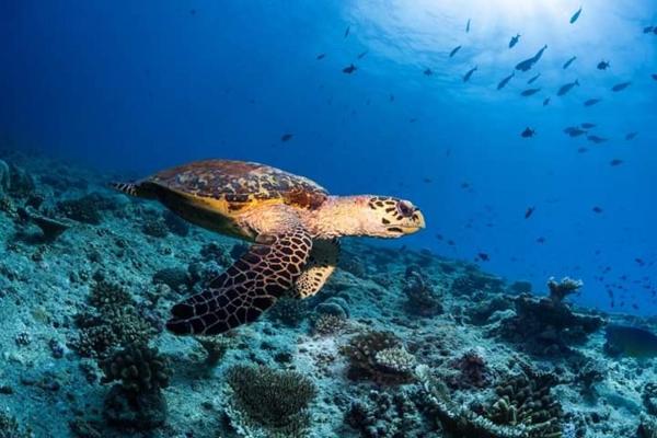 Mehel - Holiday Home - Mahibadhoo - Maldives