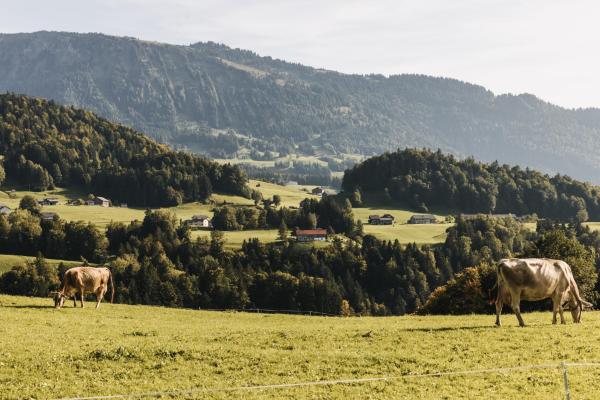 Hotel & Wirtschaft Wälderhof - Scheidegg