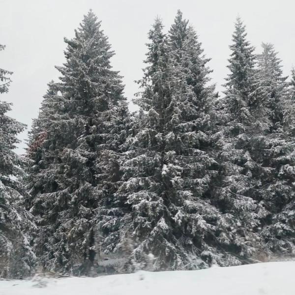 Apartmani Sorak Kopaonik, Studio Apartman A10 - Kopaonik