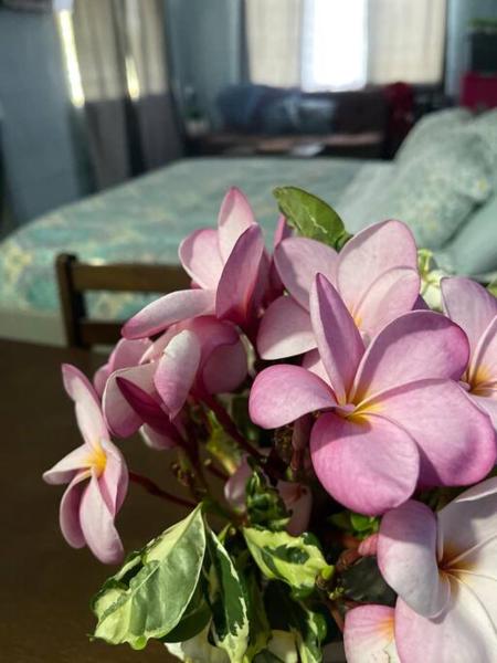 Sale’aula Lava Studio Apartment - Samoa