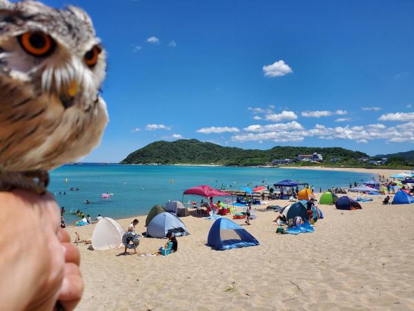 鷹とあそべる海辺のカフェ&ゲストハウスことひ - 京丹後市