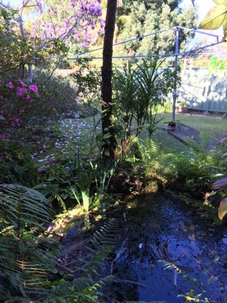 The Singing Frogs Studio - Coffs Harbour