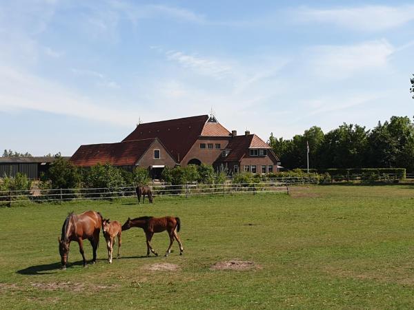Camping Eefting - Tente Safari 4p - Lemmer