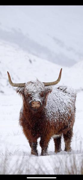 Ben Nevis Manor Lodge & Indoor Private Hot-tub - Fort William