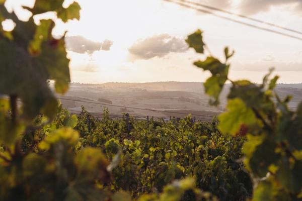 The Cloud At Sen Vineyard - Launceston Airport
