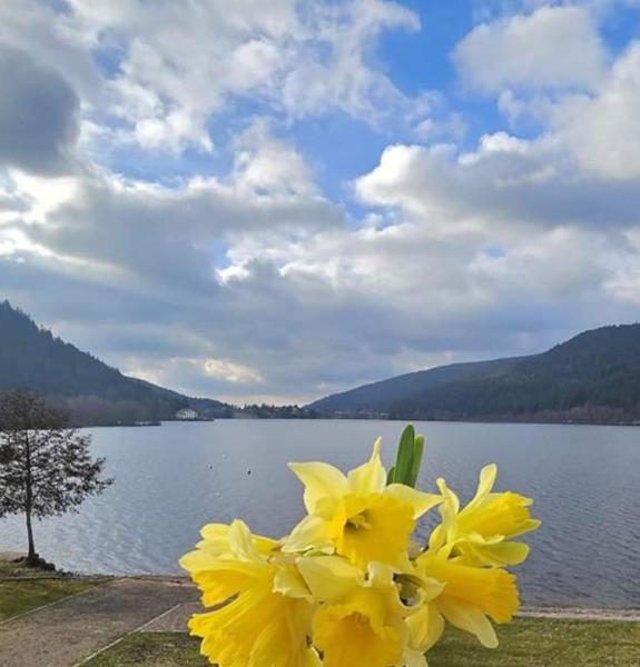 Les Yeux Du Lac - Lac de Gérardmer