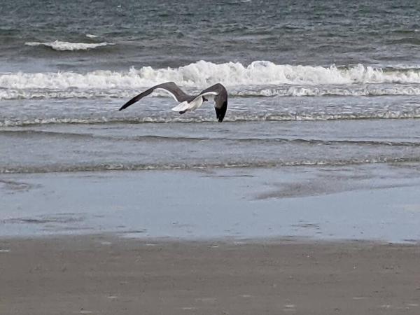Blissful - Hilton Head Island, SC