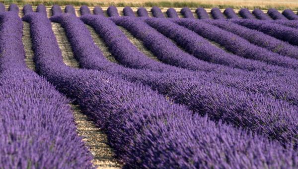 La Provençale - Valensole
