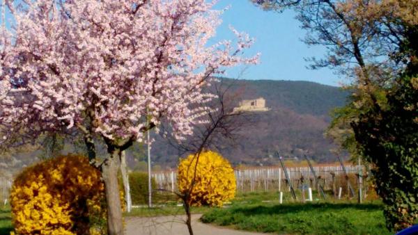 "Unser Juwel" In Maikammer - Maikammer