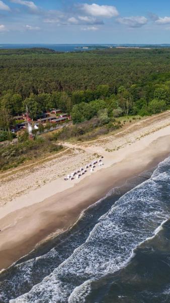 Sturmmöwe - Usedom