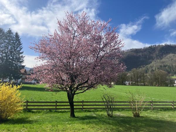 Open Garden Mountain Lodge - Kufstein