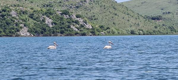 Holiday Home Haustor With Skadar Lake View - Podgoritsa
