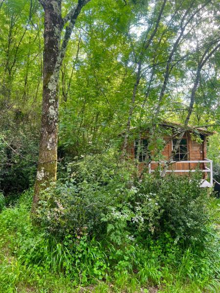 Cabane Dans Les Bois - Le Vigan