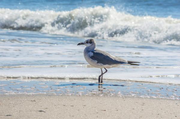 Beautiful Views And Just Steps To The Beach - #38 Sleeps 7 - Alabama