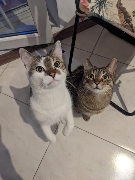 Sweet Home & Sweet Cats & Fast Internet - Wrocław