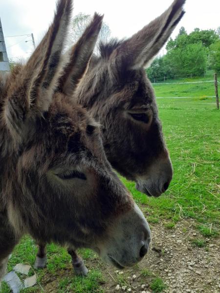 Gîte Aux âNes Avec Spa - Cher