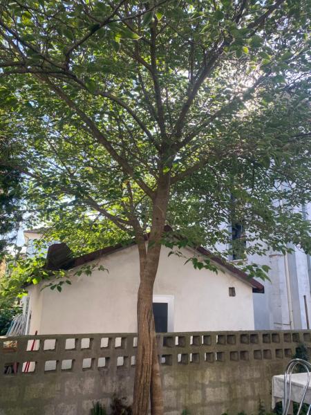 Casa Elisa 8 - Cesenatico