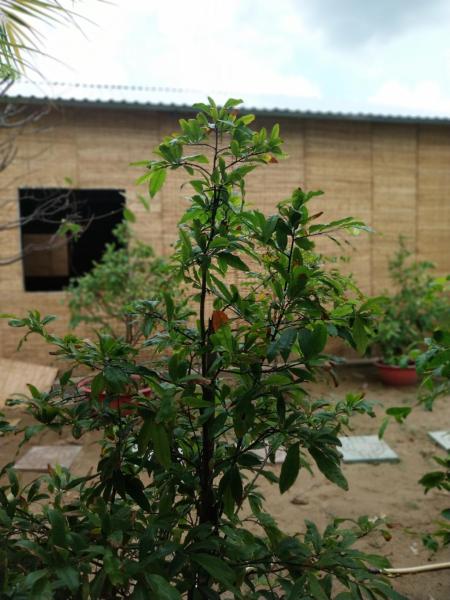 Bentrestay - Ben Tre