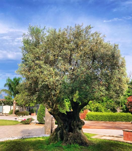 Hotel Ginevra - Pompei