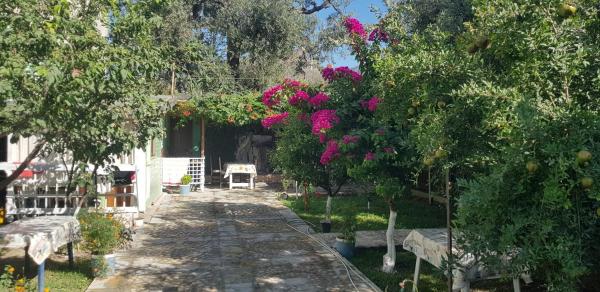 The Olive Grove - Qeparo