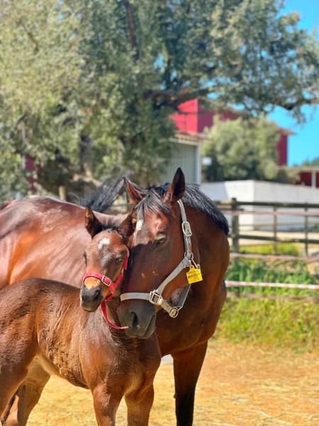 Emirsoy Harası - Seferihisar