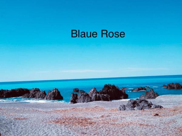 Blaue Rose - Scalea