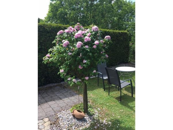 Ferienwohnung Kronengarten - Meersburg