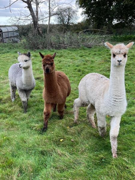 Fords Farm Glamping - Oswestry