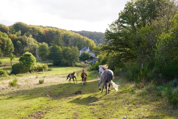 Ferme ÉQuestre Equi'cantal - Cantal