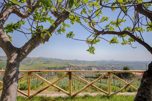La Terrazza Sul Vigneto - Ascoli Piceno