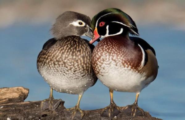 Wood Duck Cabin, Hike In Or 4x4 Vehicle, 120m - Ontario