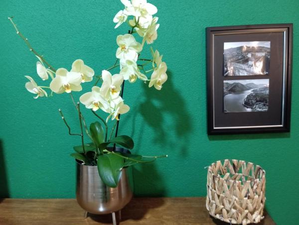 The Orchid - Bosna Hersek