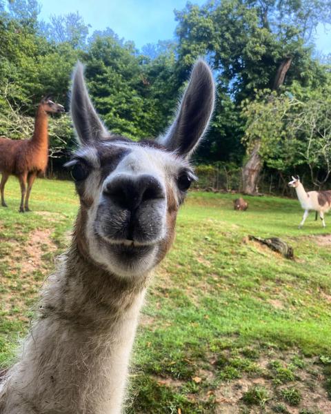 La Ferme Des Lamas Dordogne - France