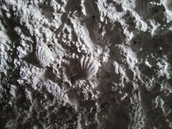 Les Coquillages - Aube