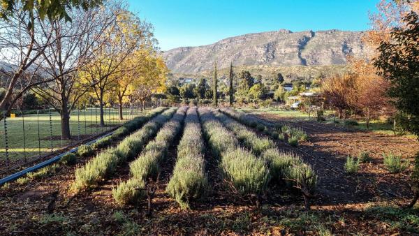 Lavendale On Laing - Barrydale